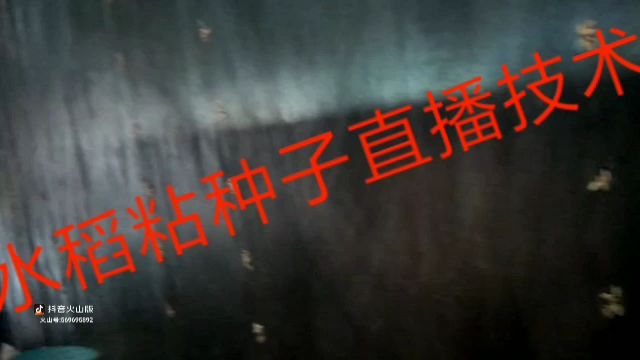 水稻覆膜直播机器#小麦水稻覆膜联合播种机#水稻粘种子大垄双行技