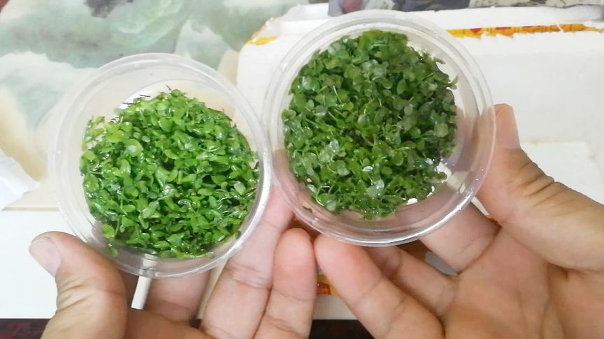 开箱,趴地矮珍珠,鱼缸前景草,就用它了