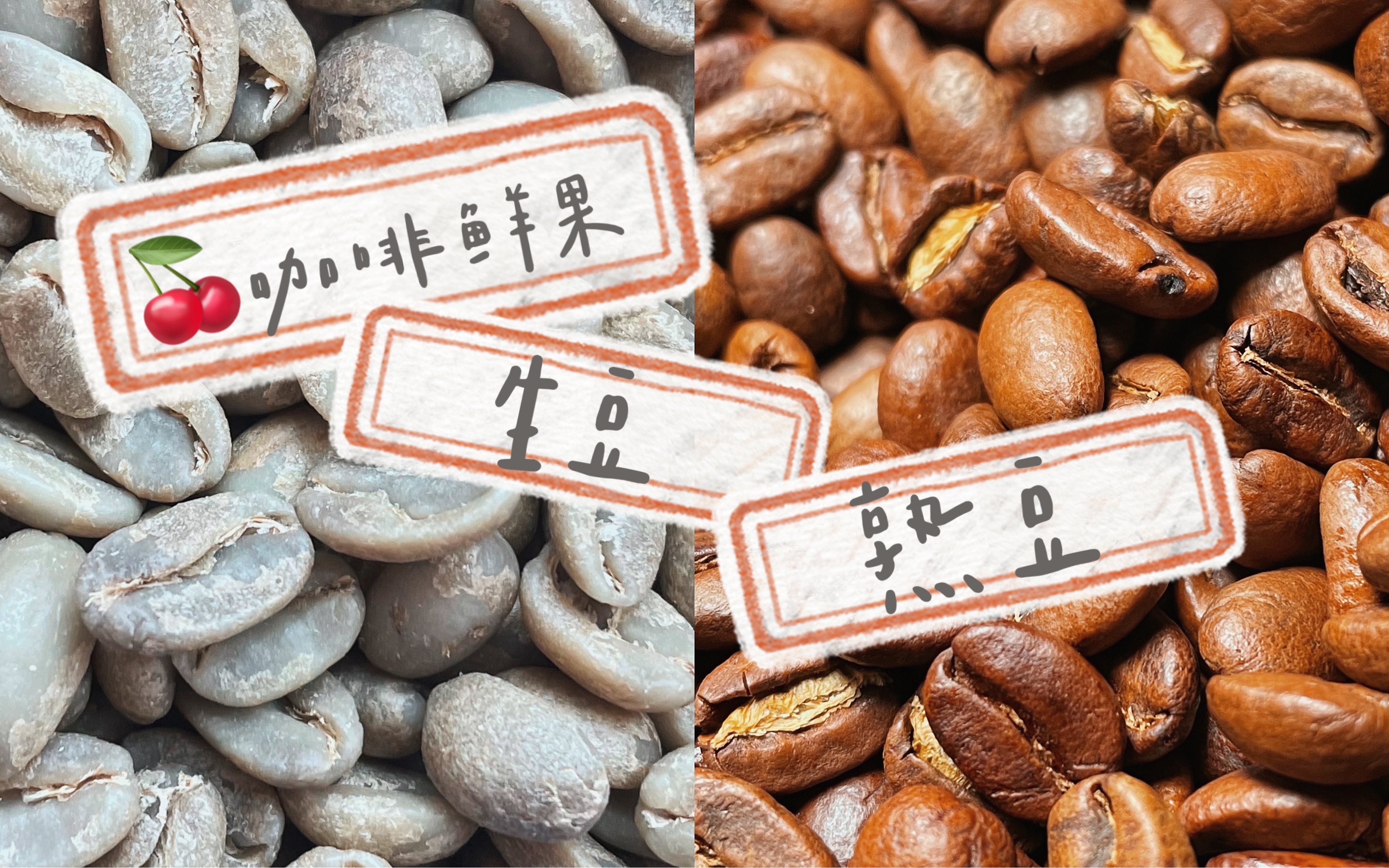 今天你喝咖啡了吗 | 3.咖啡豆成为咖啡之前(上)