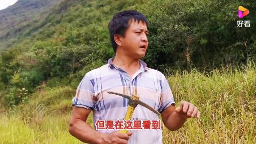 贵州大山上的蚌壳草,种子就像一粒粒的珍珠,功能强大,你认识吗