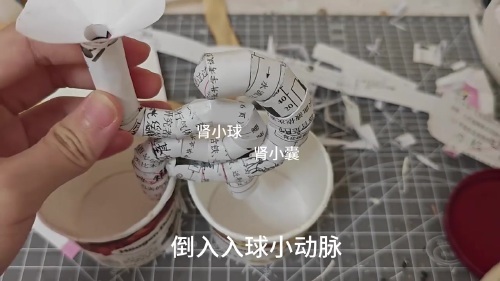 整个半肾单位的模型