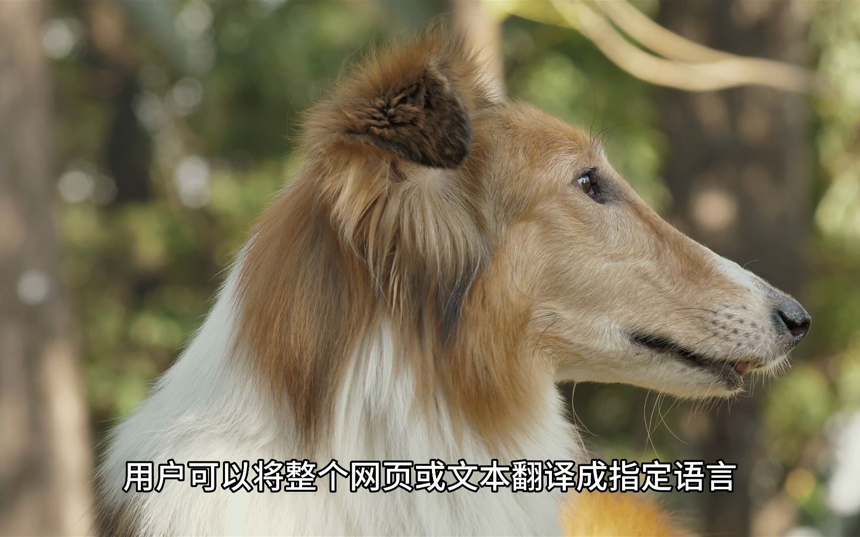2种网页翻译软件!看完你就明白了