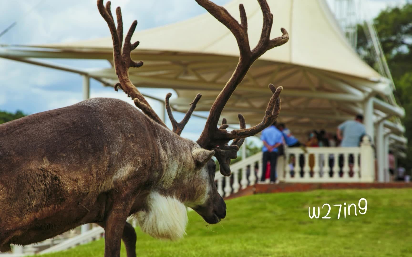 【记录】长春动植物园 东北虎园 可爱的动物们~