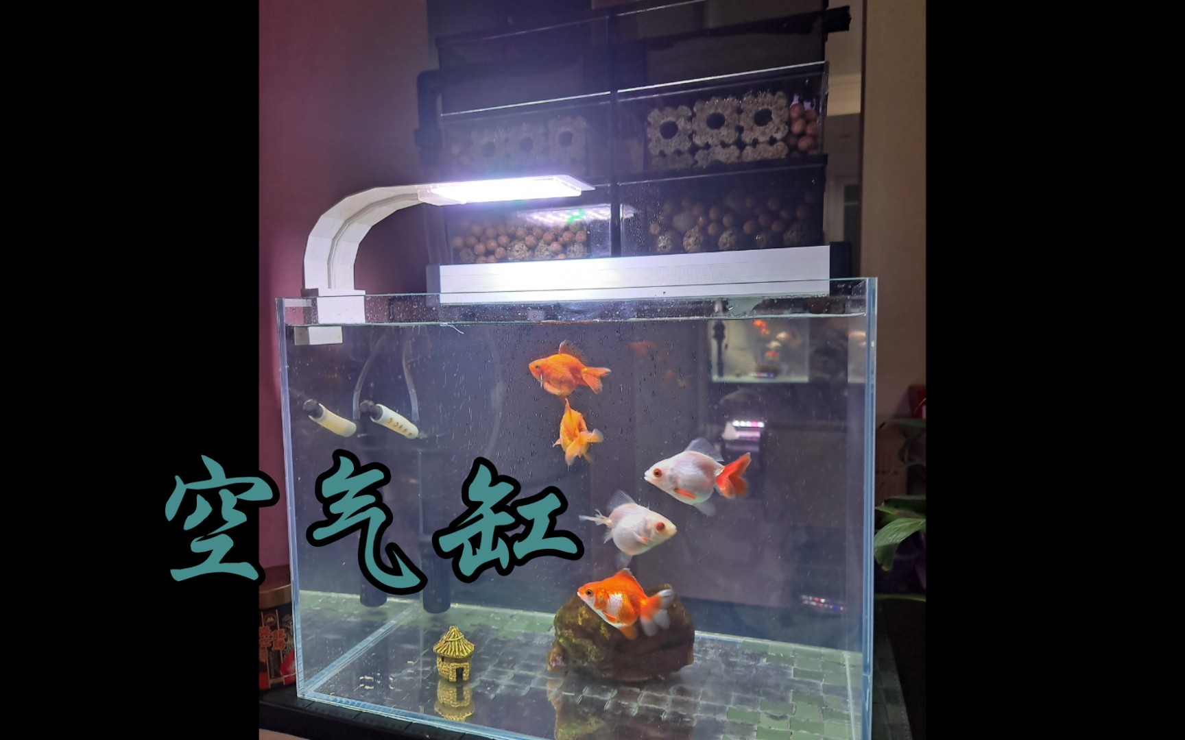 ...的周边产品,搭建细菌屋培养硝化菌来净化水质,看看最后的空气鱼缸吧
