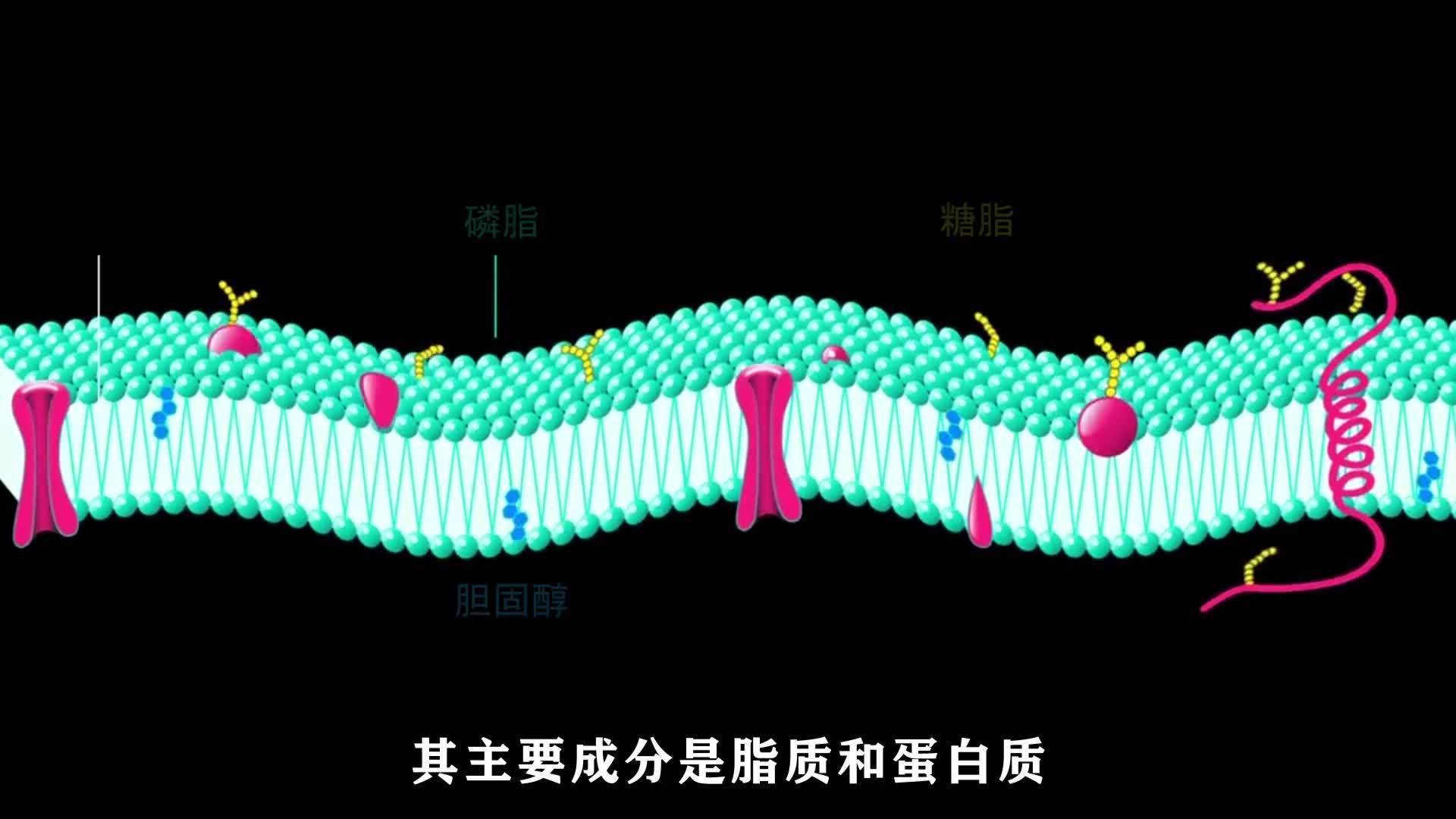 细胞膜到底有多复杂