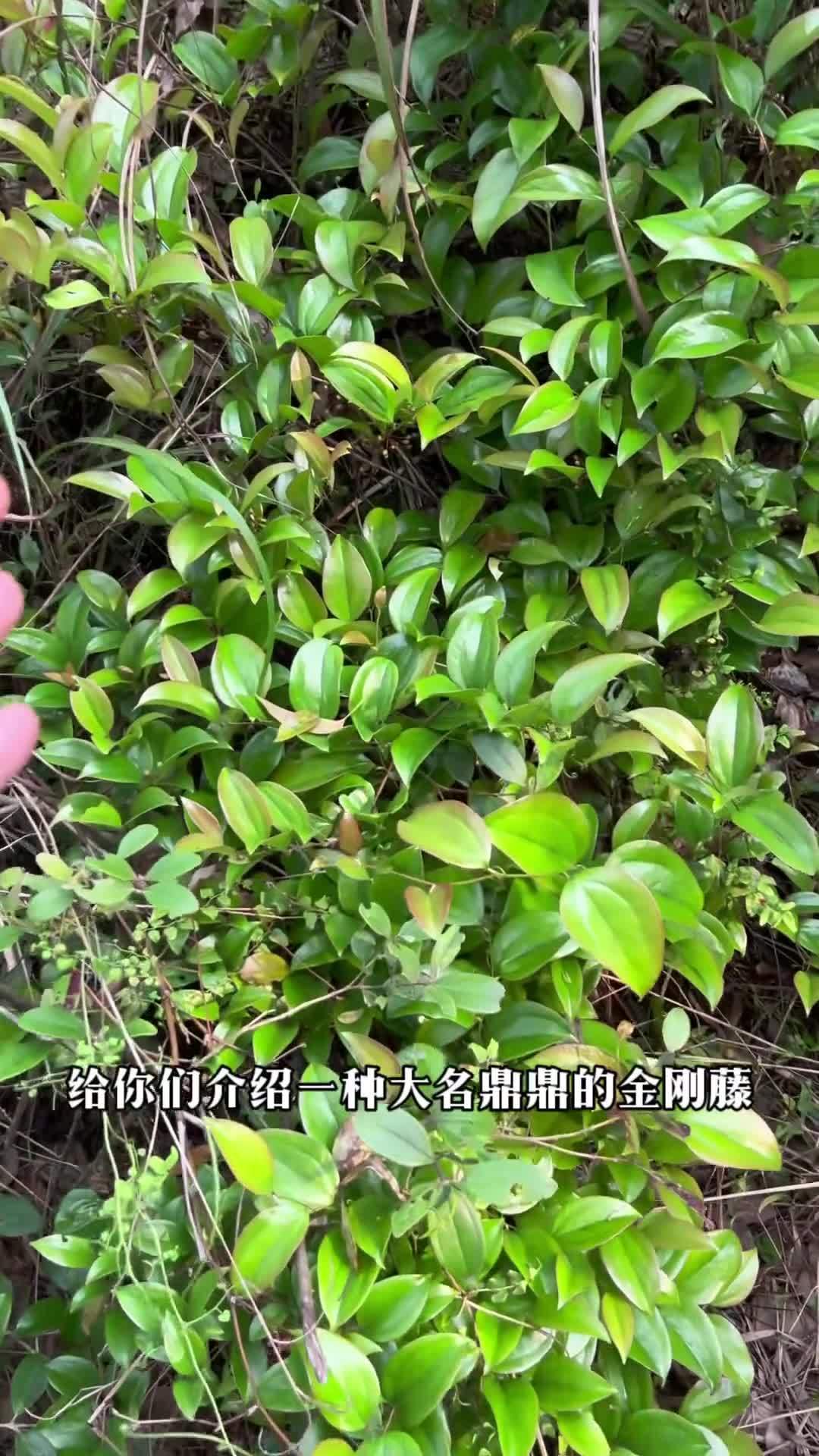 带你认识一种大力金刚藤