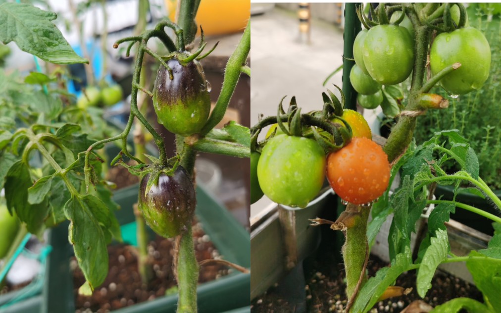 番茄单杆和双杆整枝