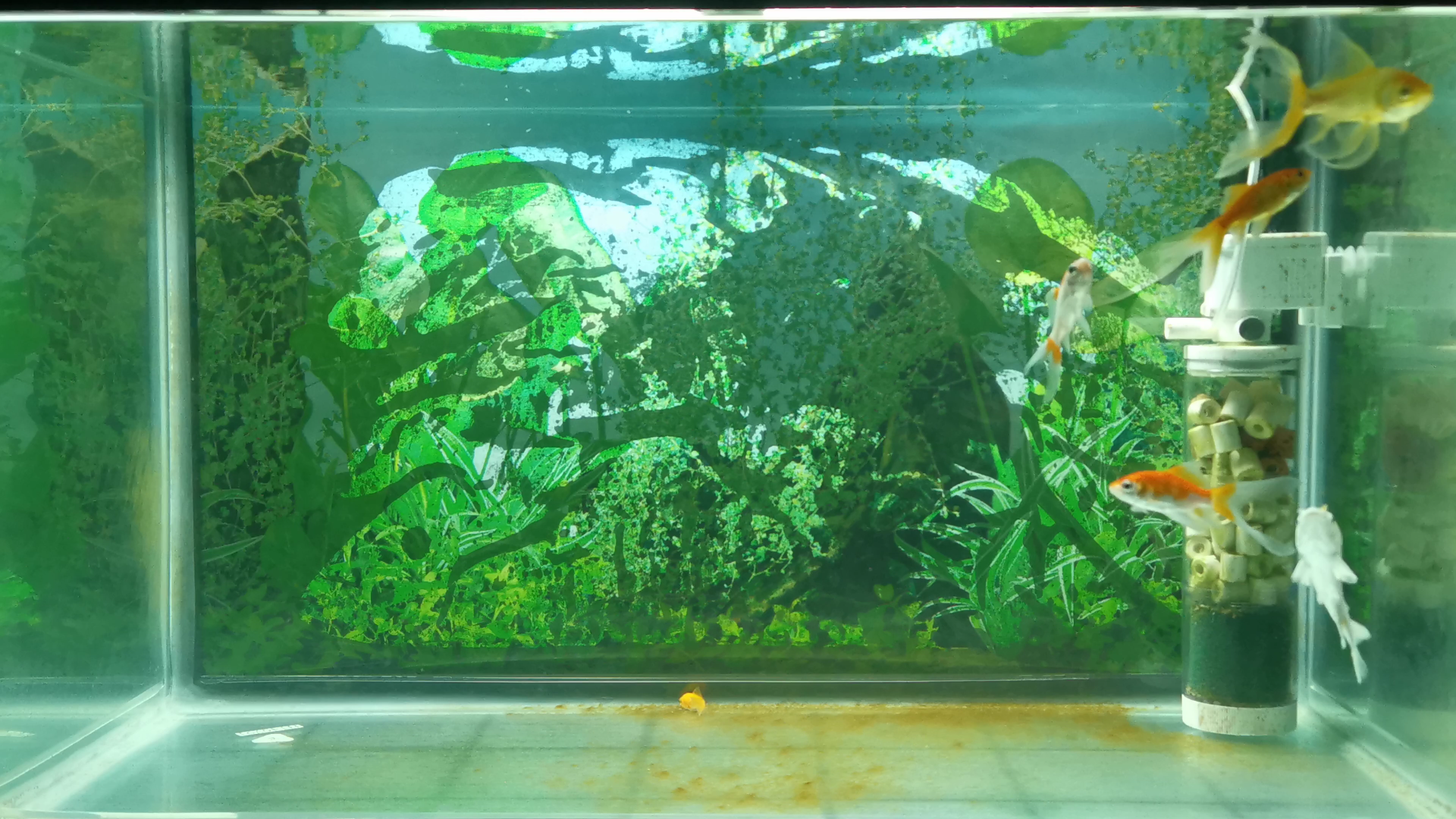 60鱼缸四周记录