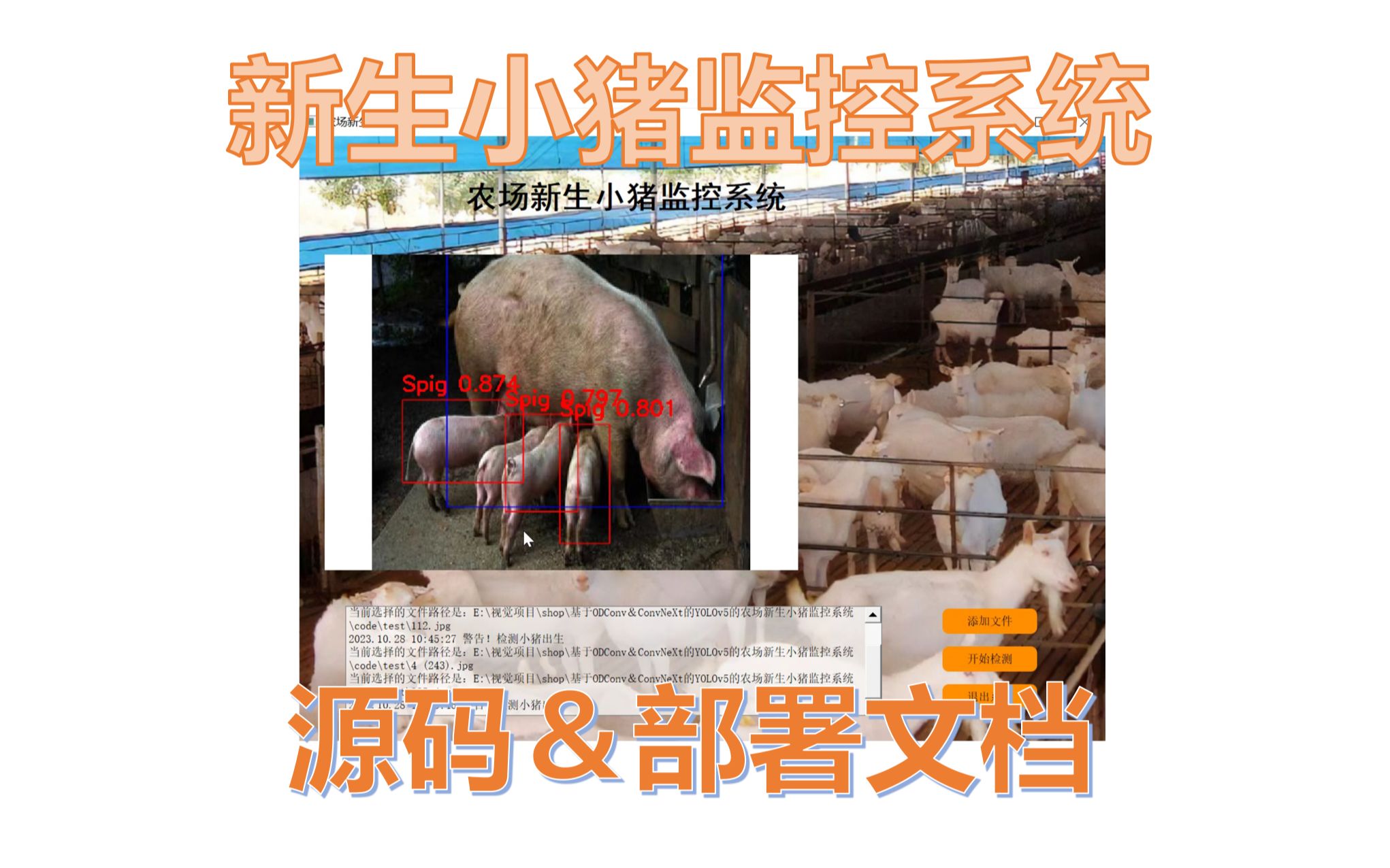 基于ODConv&ConvNeXt的YOLOv5的农场新生小猪监控系统