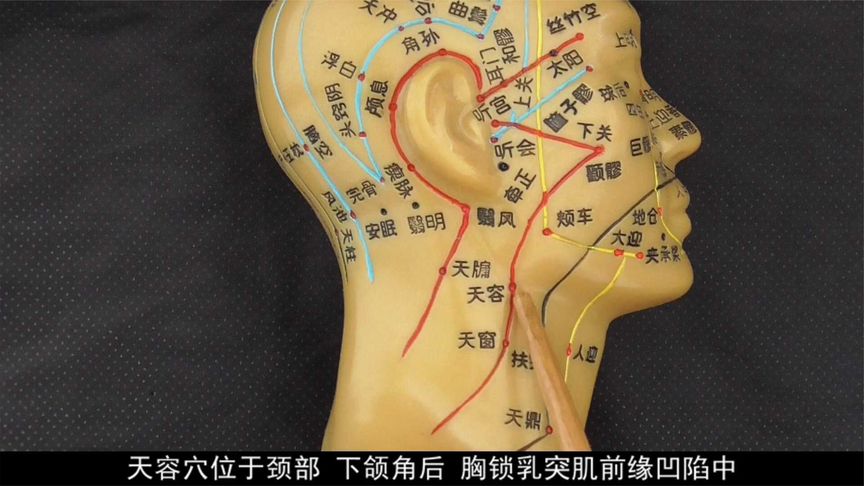 天容穴功效:利咽消肿。主治疾病:颈项强痛,咽喉肿痛等