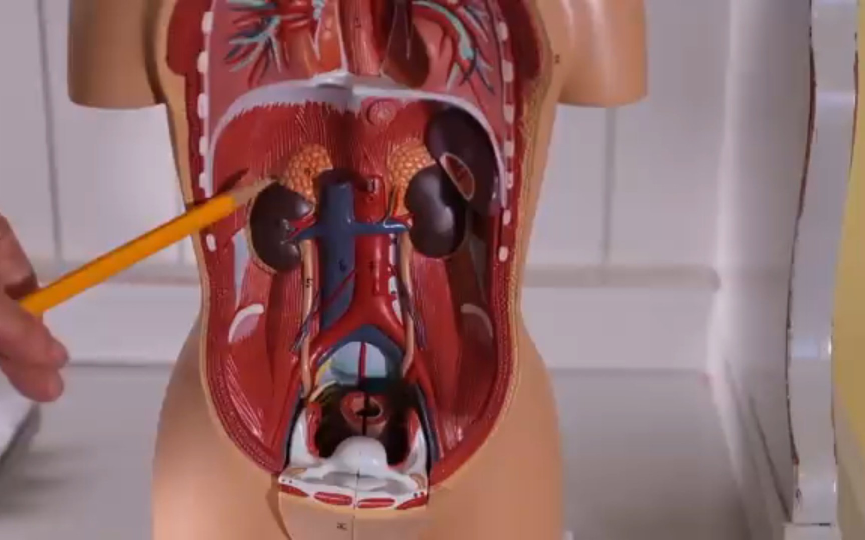 人体结构:☀️3D人体模型全解说
