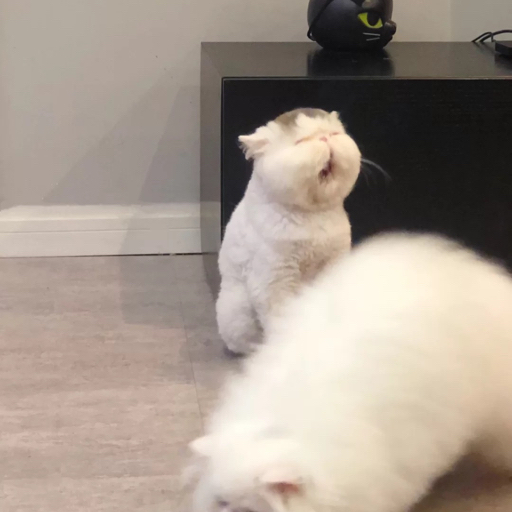 小珂阿姨 