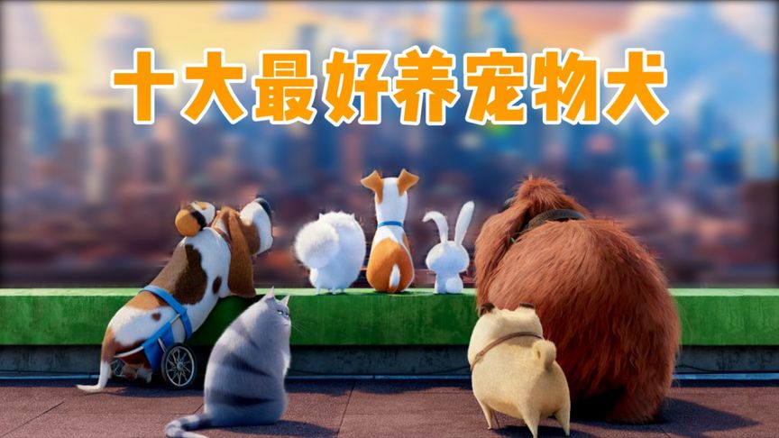 不坑人的最适合家养品种犬排行榜