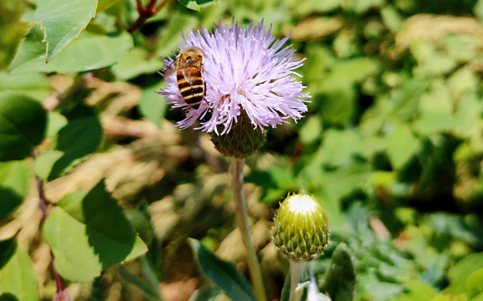 【丁老师讲语文】《写景片段赏析》