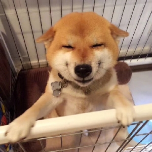young柠檬味 