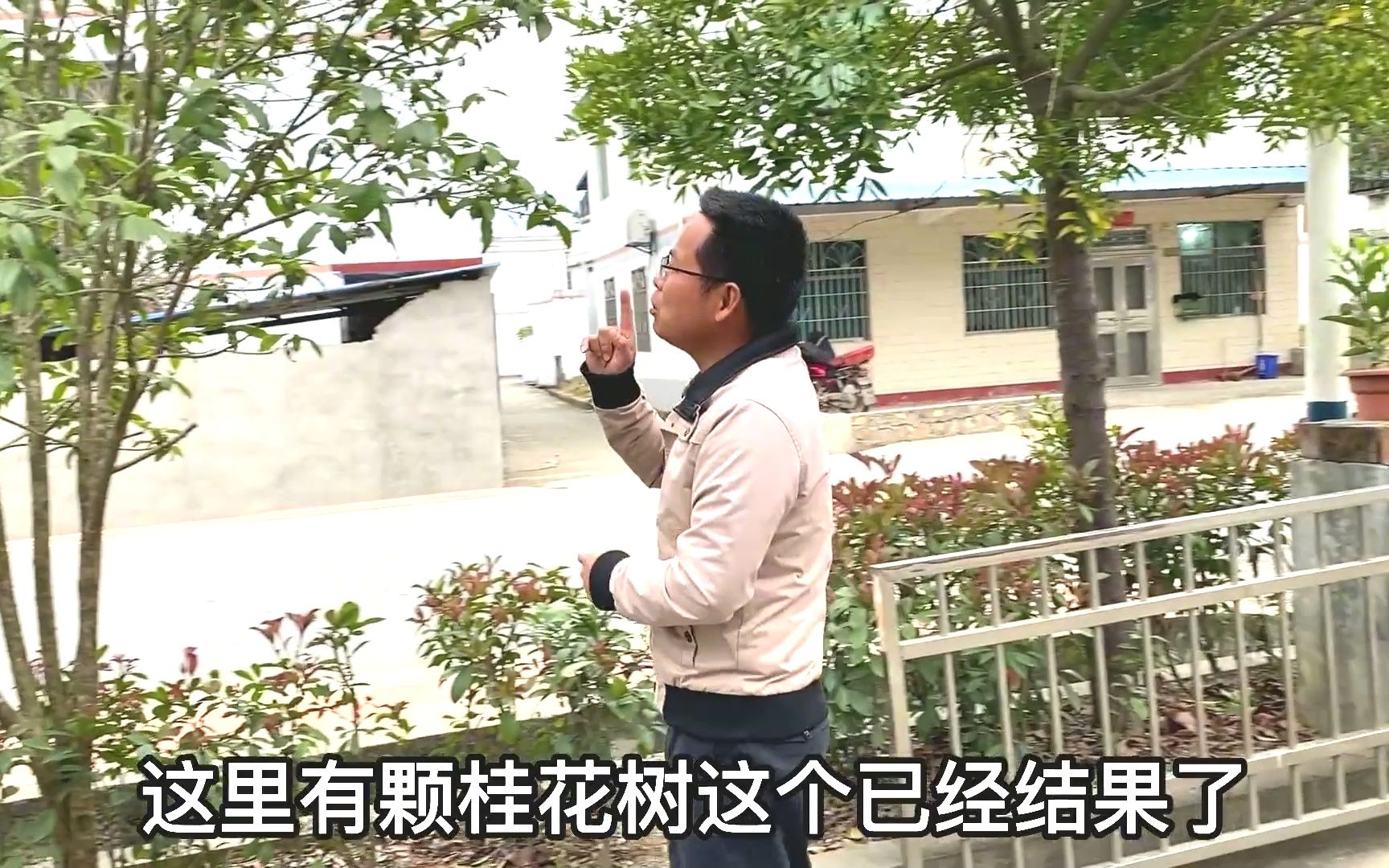 桂花结出来的果实你见过吗?原来用途这么多,很多人都不知道