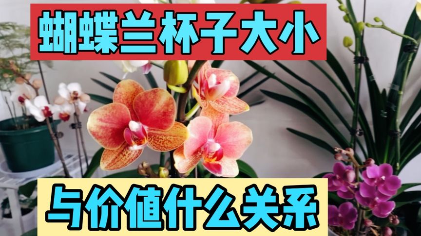 蝴蝶兰杯子大小与价值什么关系?蝴蝶兰价格从哪些方面参考呢?