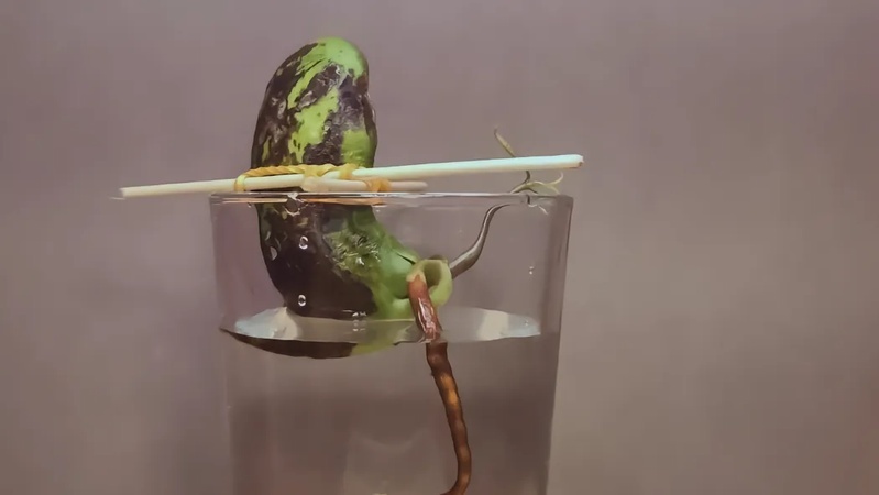 延时记录芒果种子生长过程