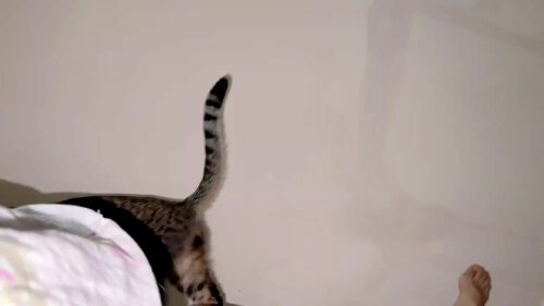 小猫咪活波又可爱喜欢在爸爸怀里撒娇卖萌!