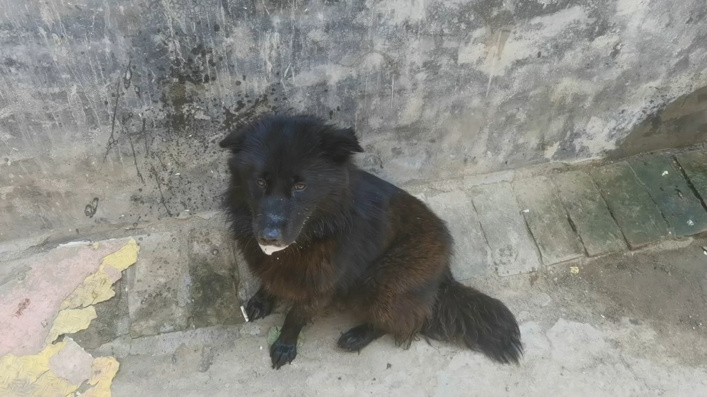 土猎犬吃死老鼠中毒了,教给大家如何给狗子解毒