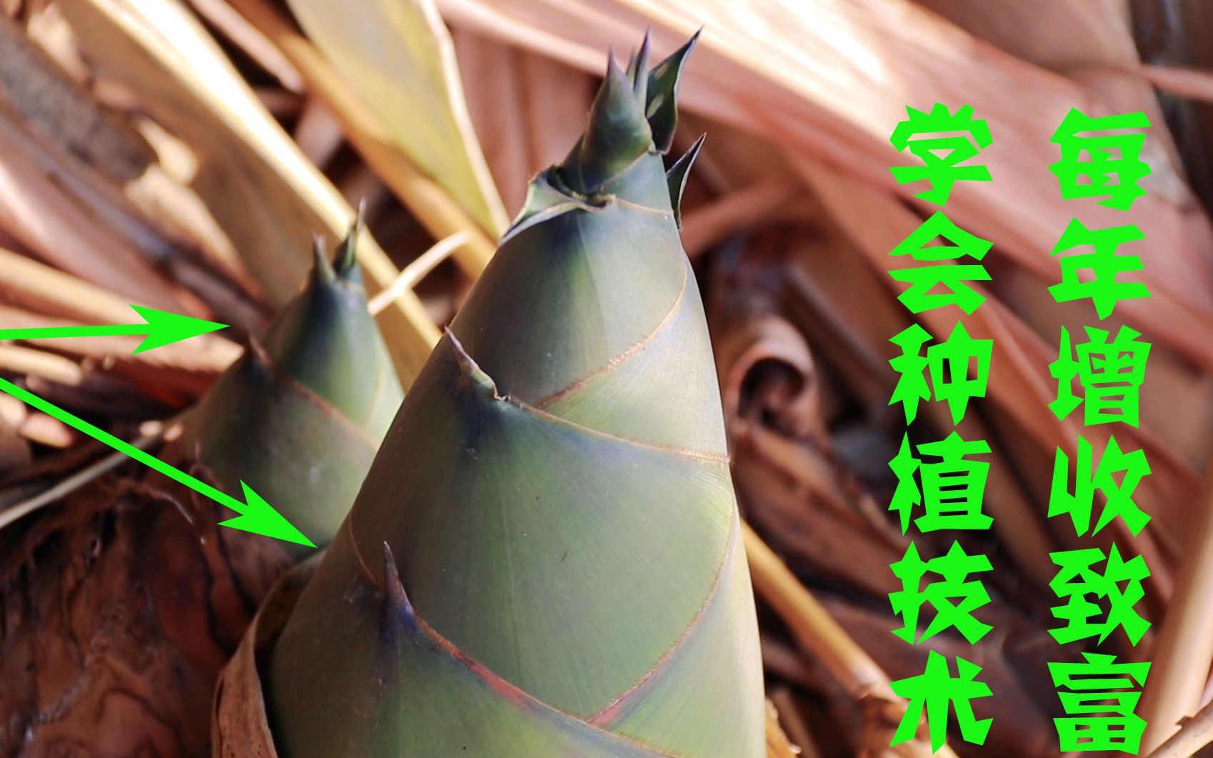 农民种植竹笋讲技术,每年赚十几万,真的太实用了!