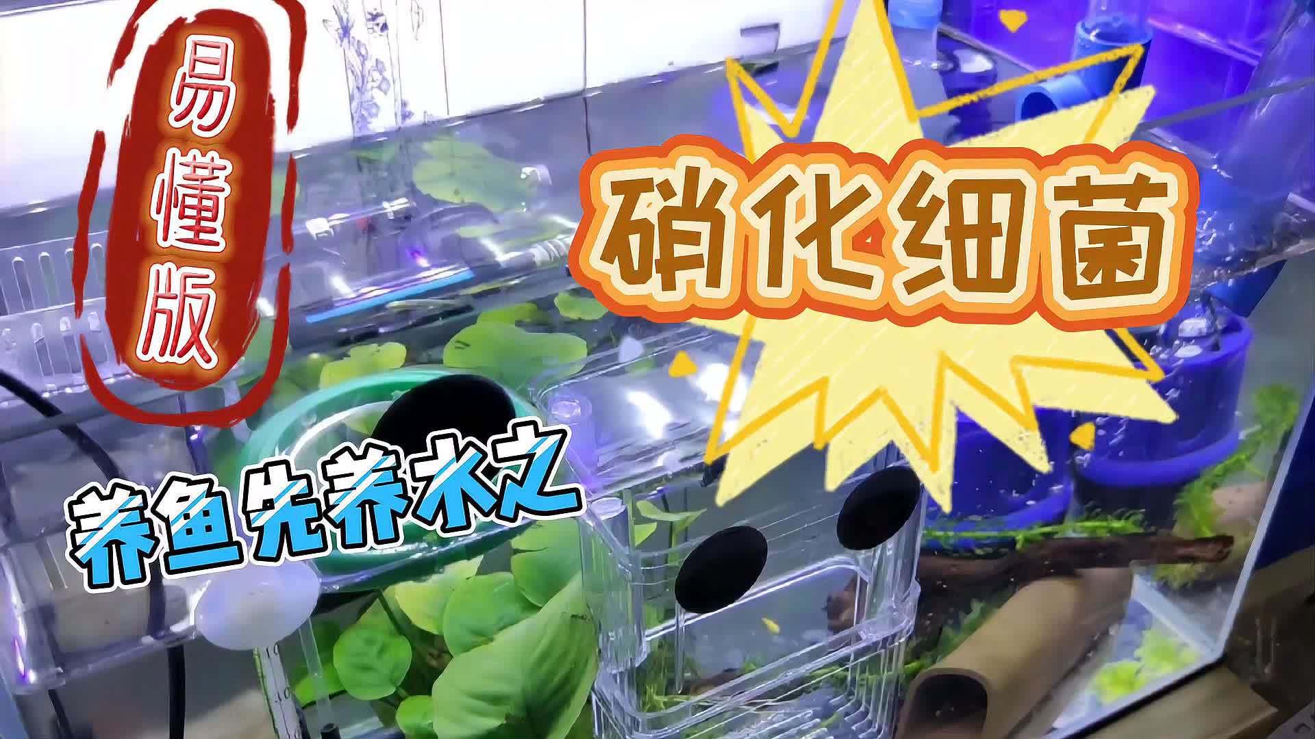.的化学公式,鱼缸硝化细菌我.