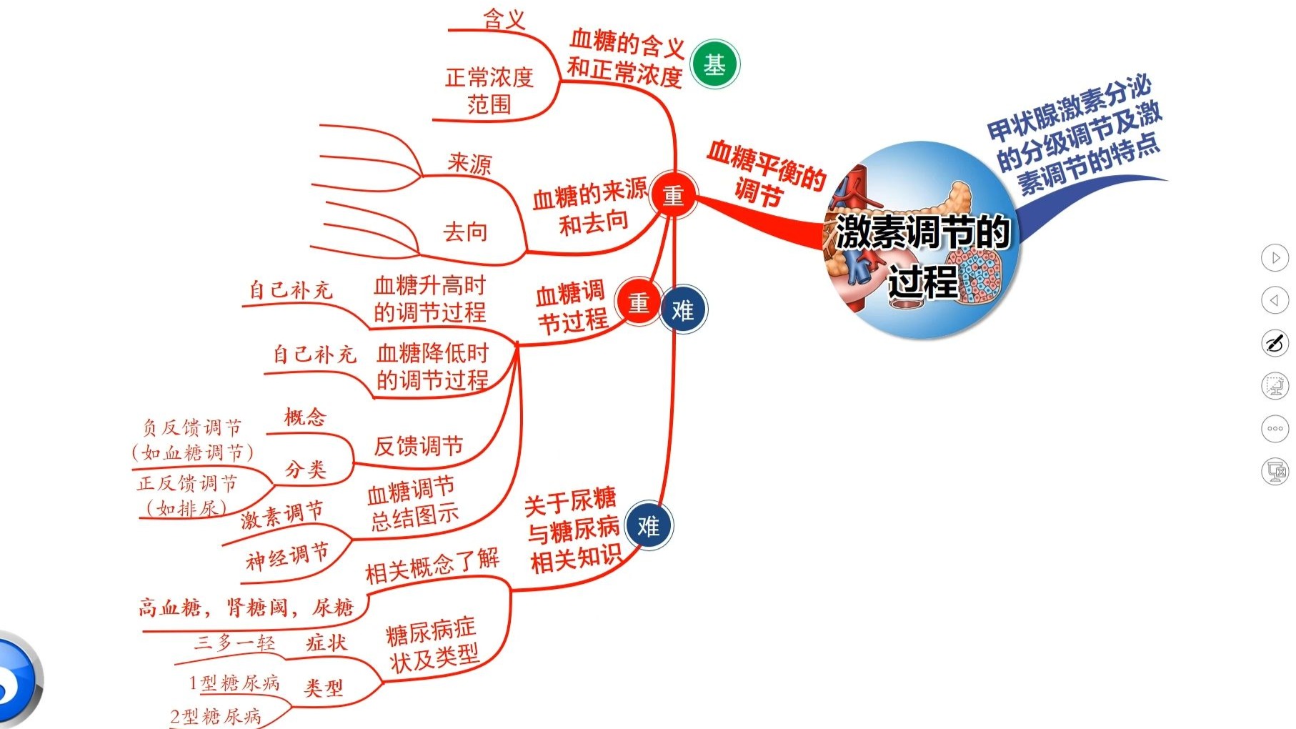 3.2 激素的调节的过程 第2节课