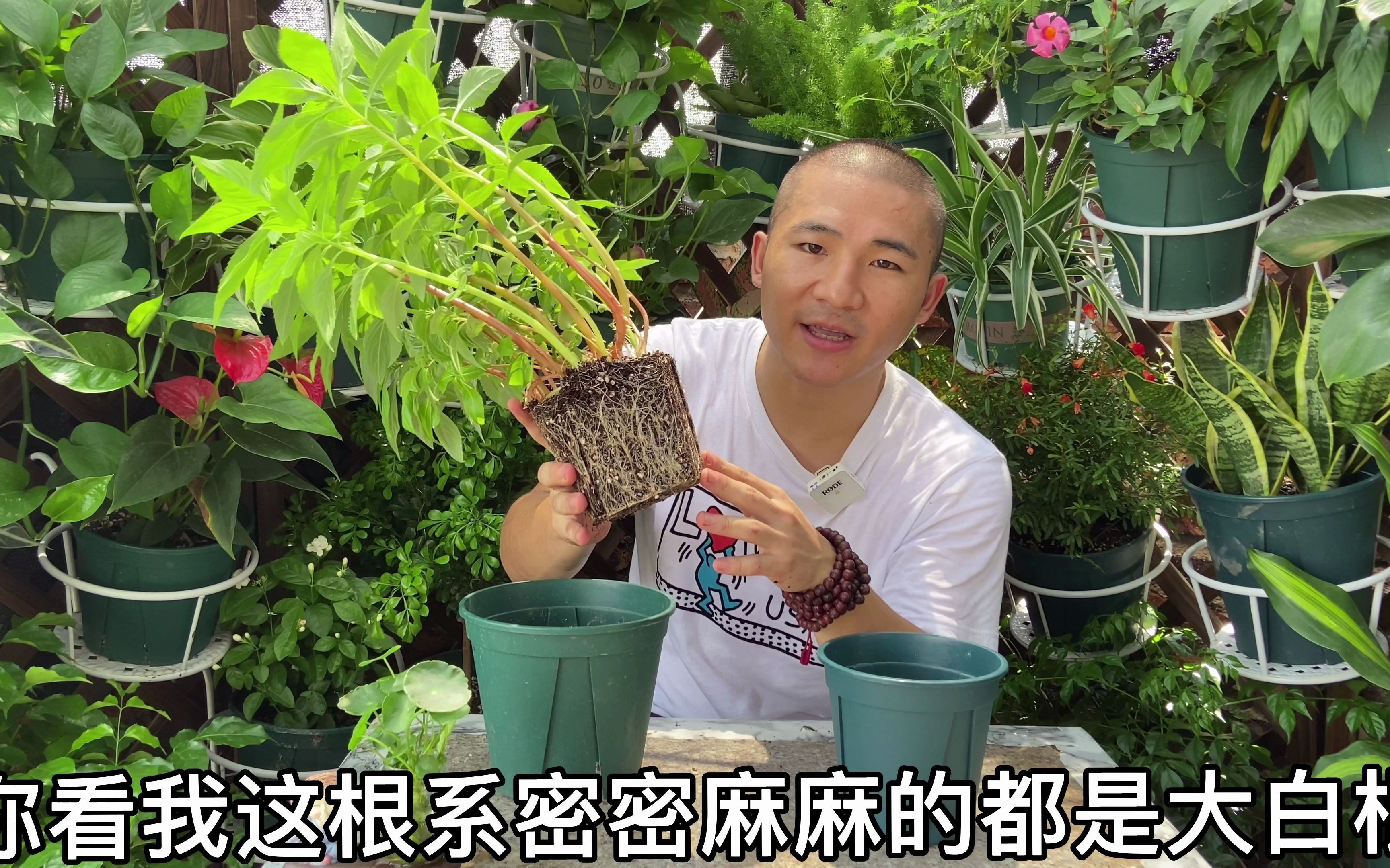 凤仙花种子播种到换盆养殖方法,凤仙花小苗期间要不要施肥呢?