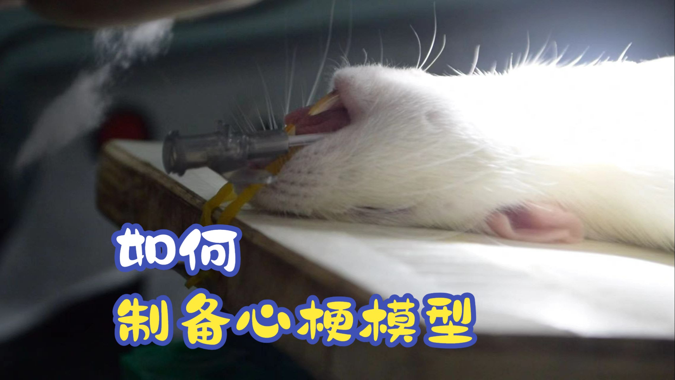大鼠左冠状动脉前降支结扎制备心肌梗死模型详解