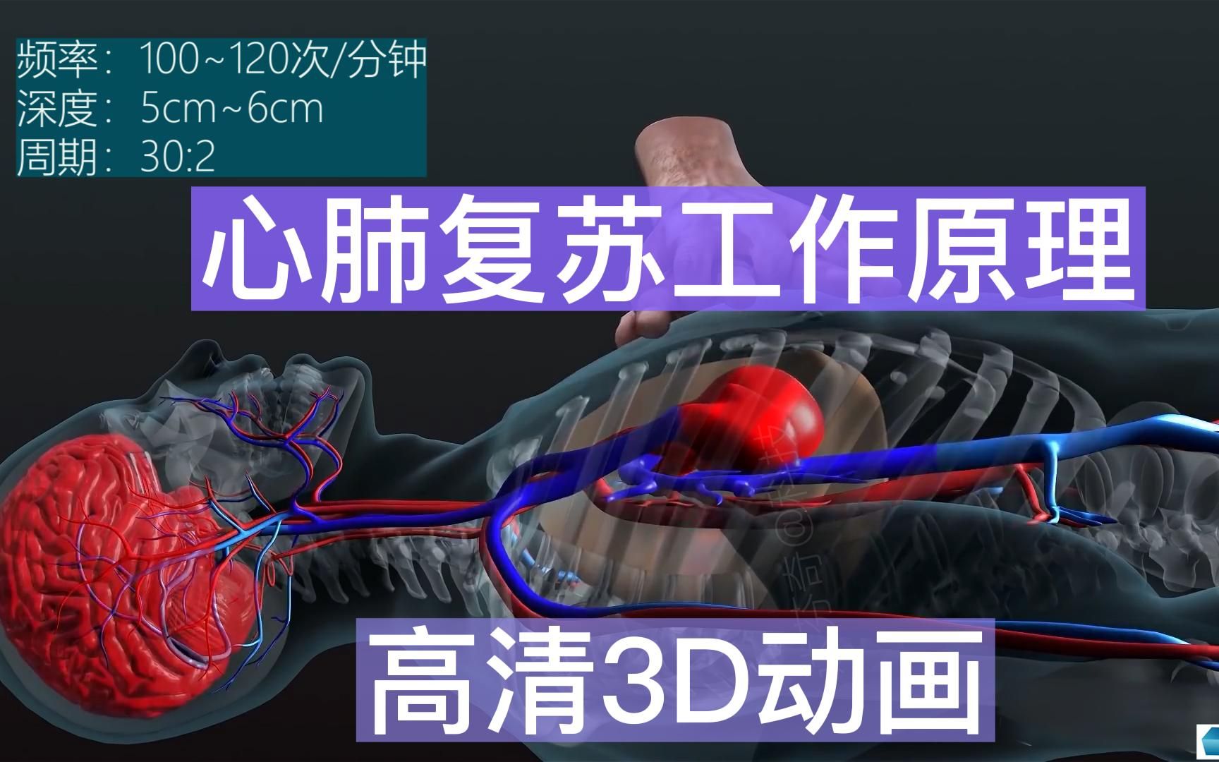 给什么动物做心肺复苏最吃力?高清3D动画带你学习急救知识