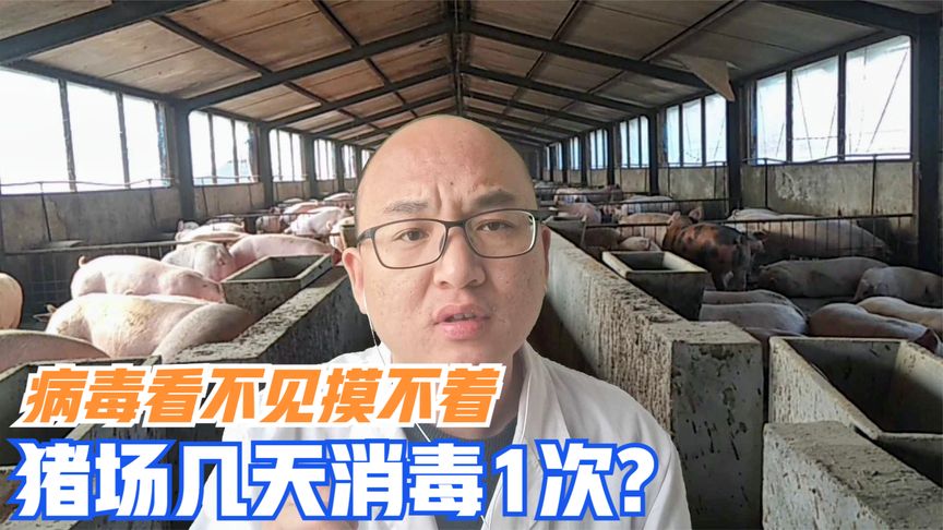 病毒看不见摸不着,消毒成了猪场救命草,正确消毒需做好3点