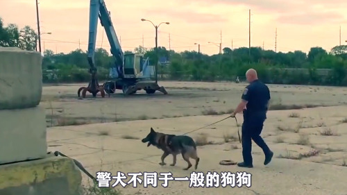 狗狗当众表演走正步,下一秒搞笑的一幕发生