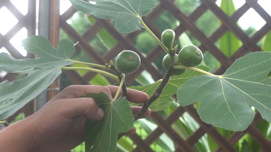 无花果结果,但没几天就掉果了,怎么办?教你一招轻松搞定