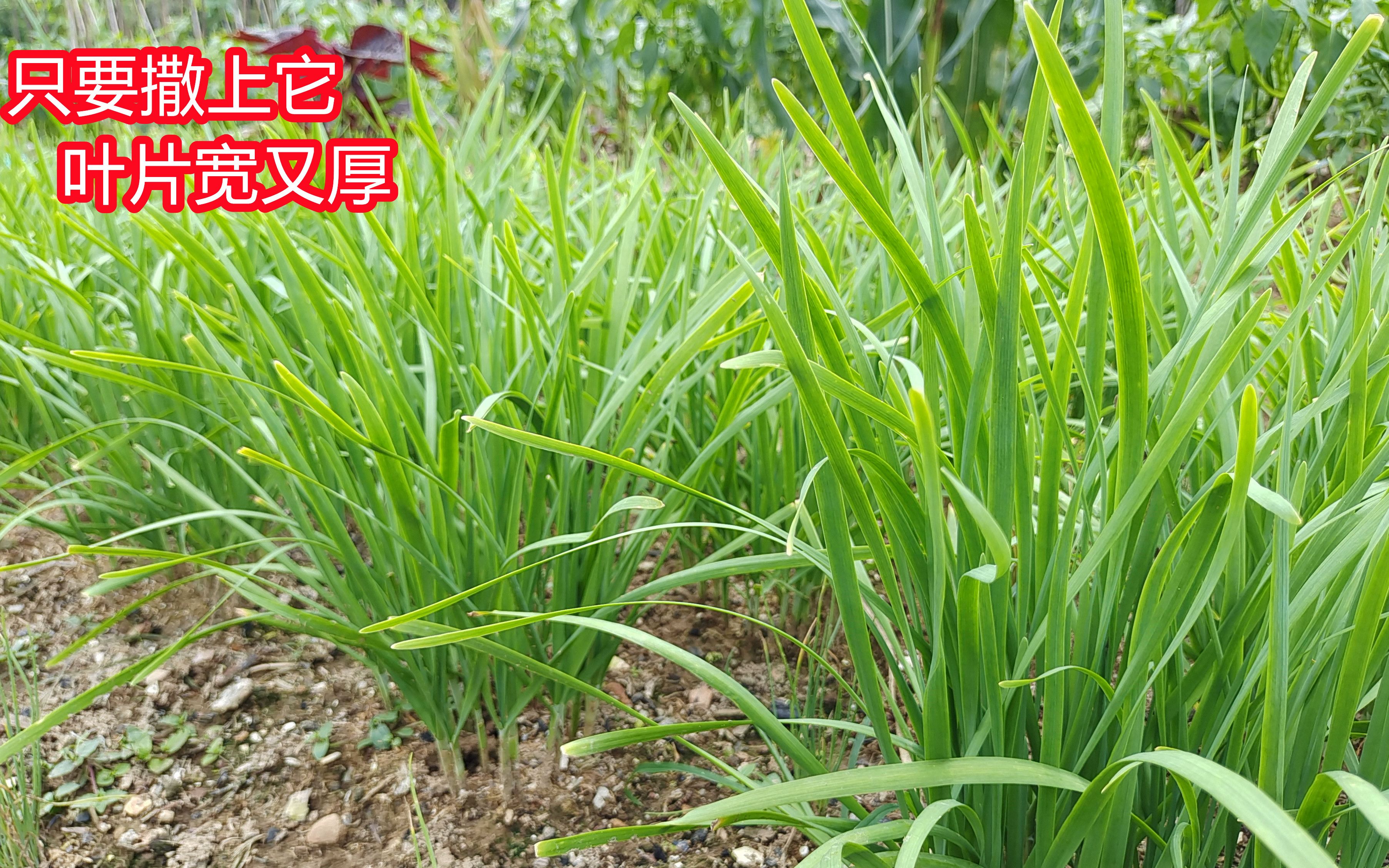 农村种植韭菜有方法,地里喷点它,韭菜蹭蹭长叶片宽又厚,学学