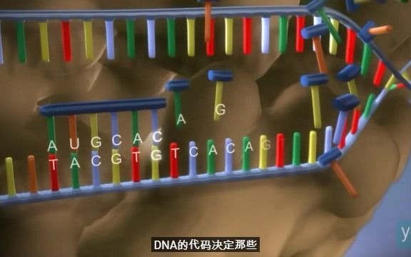 转录过程视频(从DNA到蛋白质)
