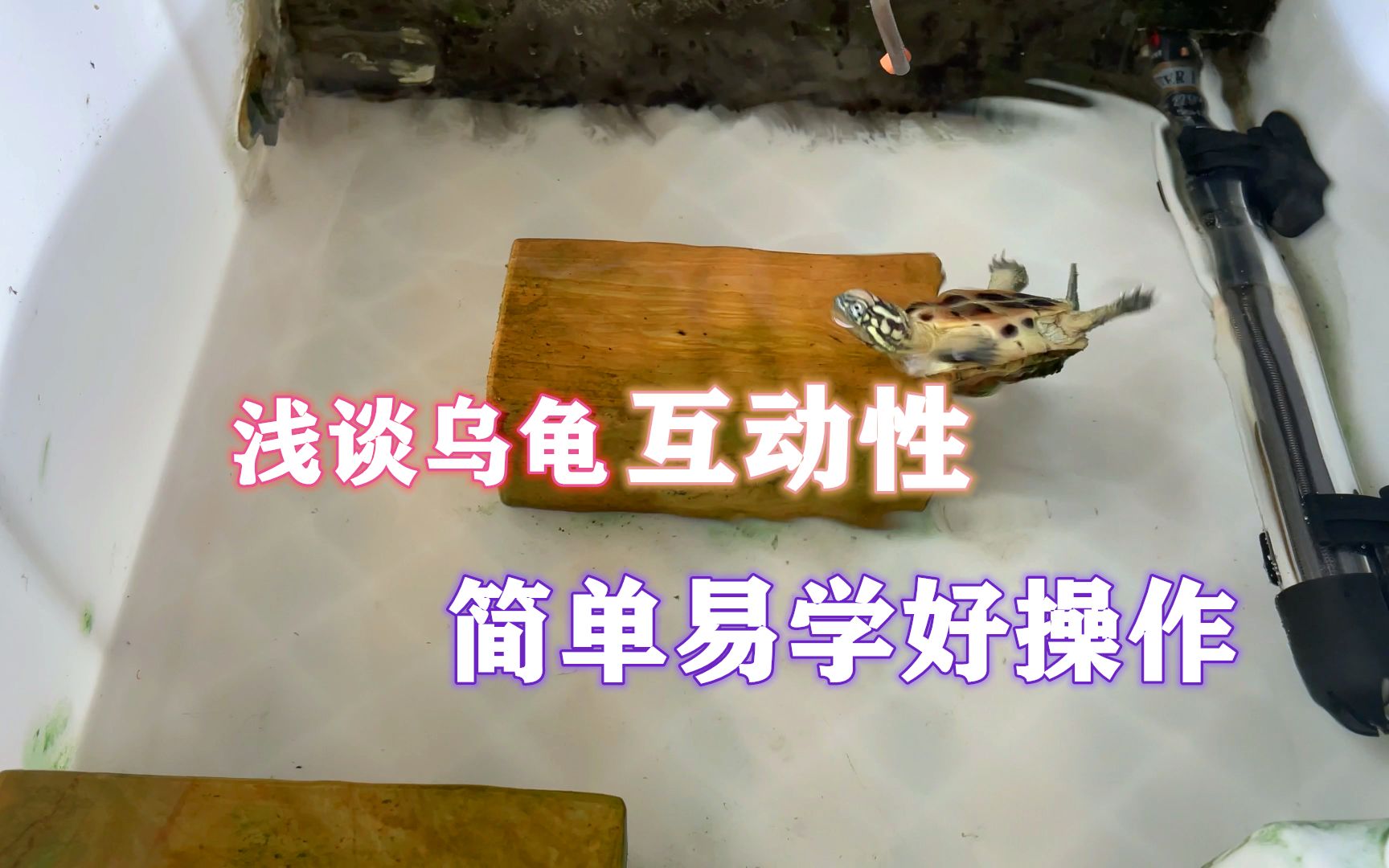 浅谈乌龟互动性,为养龟新人打下基础,人人都可以和乌龟进行互动