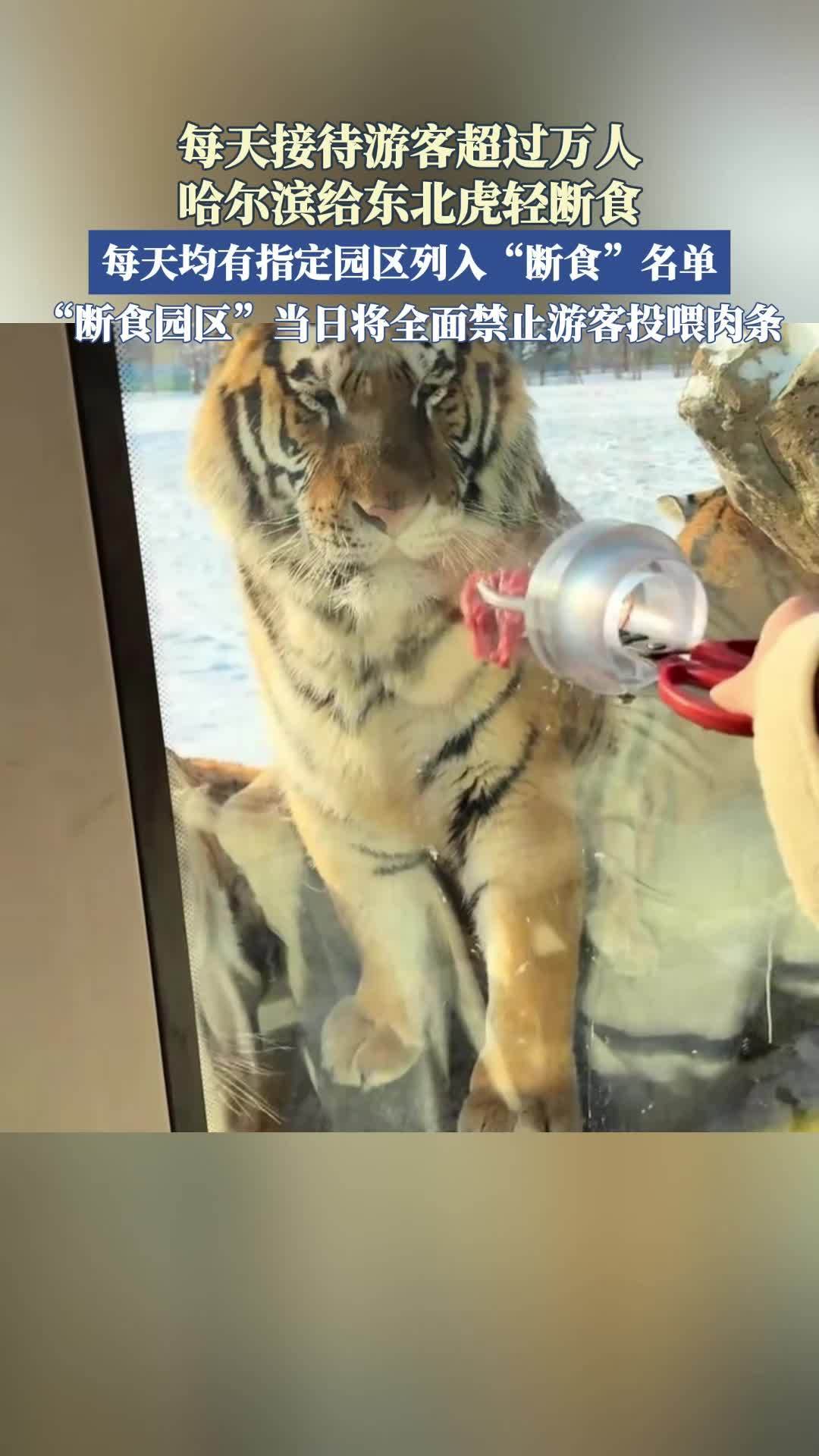 每天接待游客超过万人,哈尔滨给东北虎轻断食。