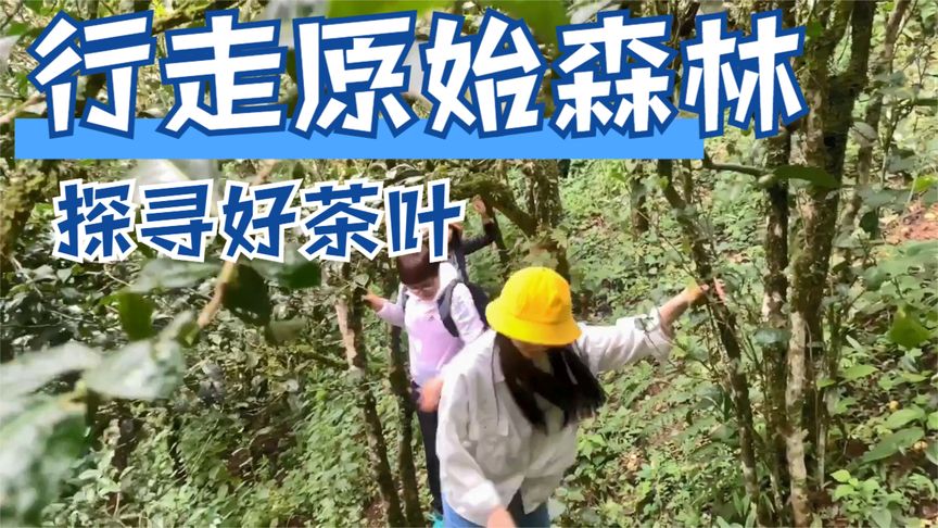 行走云南原始森林,就为找到一片好茶叶!
