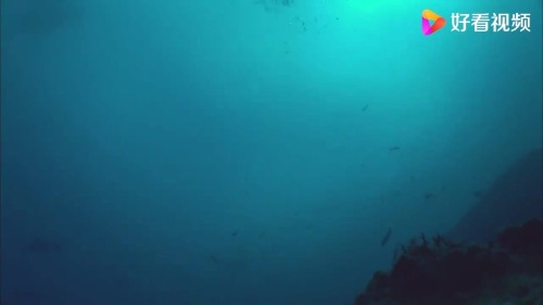 海洋深处孕育着无数生命,底部平台展现惊奇生物的多样性