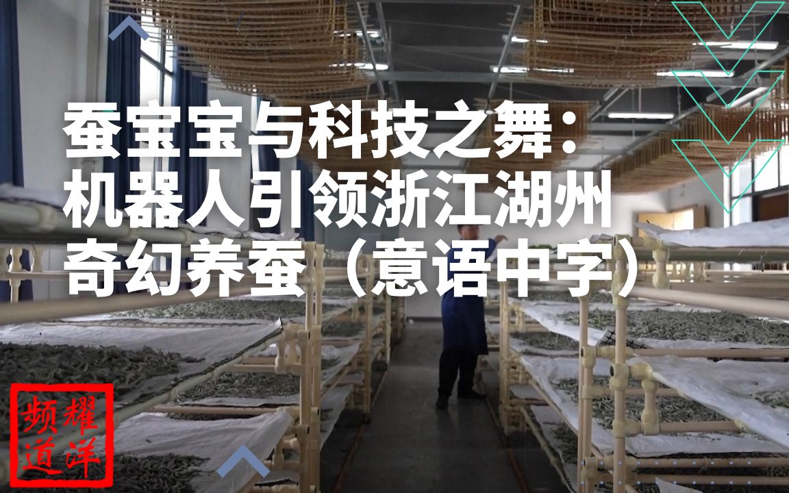 【意语中字】蚕宝宝与科技之舞:机器人引领浙江湖州奇幻养蚕