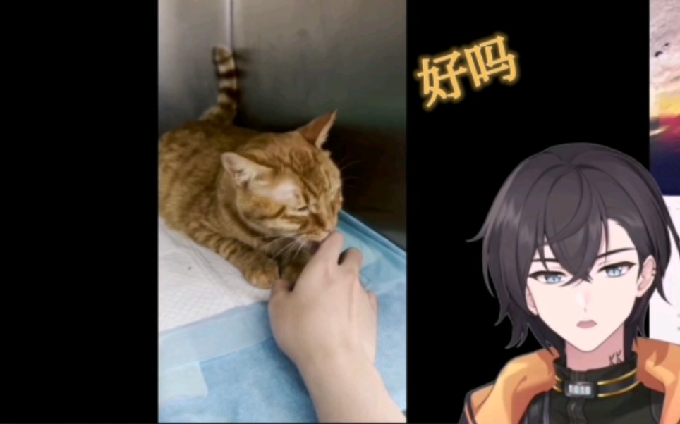【KB呆又呆】心软的神kb救助猫猫后续视频