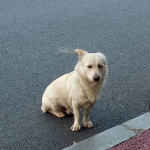 一辆愤怒的小车 