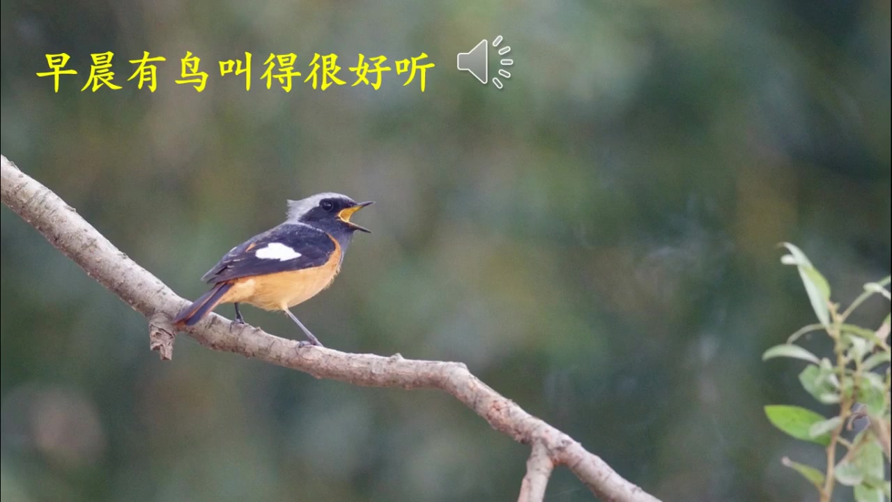 ...周第一节部编版六年级语文第五单元第三课《表里的生物》第二课时