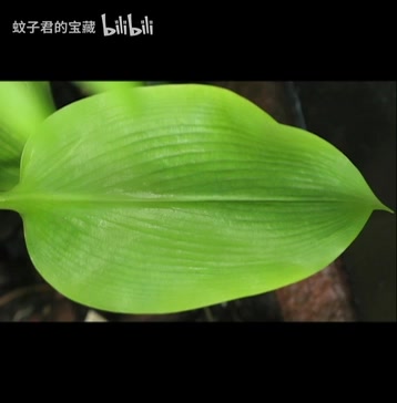 20个高质量植物盆栽三维模型合集含贴图C4D模型FBX格式模型集合