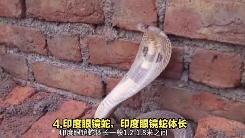 动物世界盘点印度毒蛇致命排行榜,眼镜王蛇并非第一,你认同吗