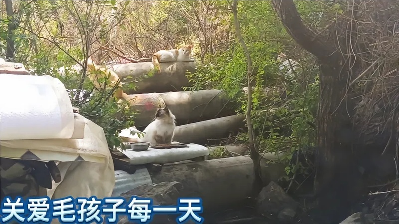 流浪动物是世间最底层的弱者,不爱请别伤害
