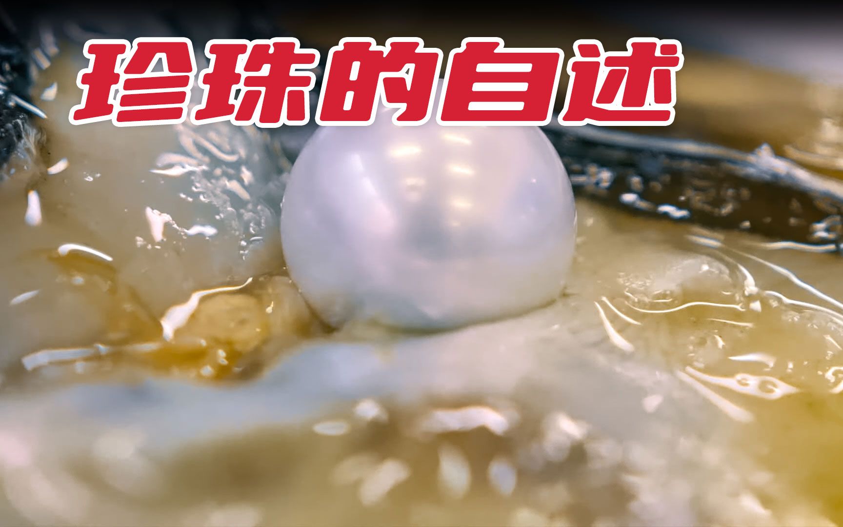 珍珠是如何形成的?来自珍珠贝的自述,令人唏嘘的坎坷贝生