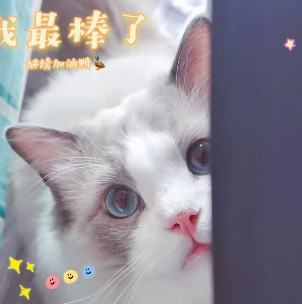 黏人猫家庭猫舍 