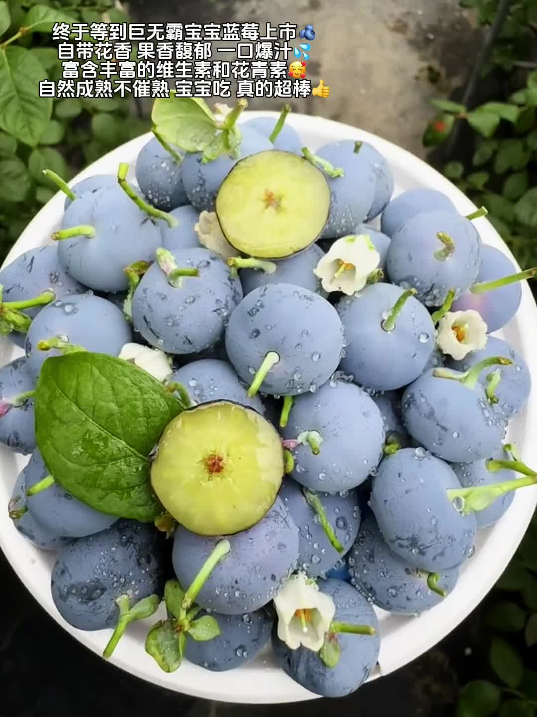 终于等来秘鲁宝宝杯蓝莓价格大跳水啦!每天一杯,就是过瘾,自带花香 ...