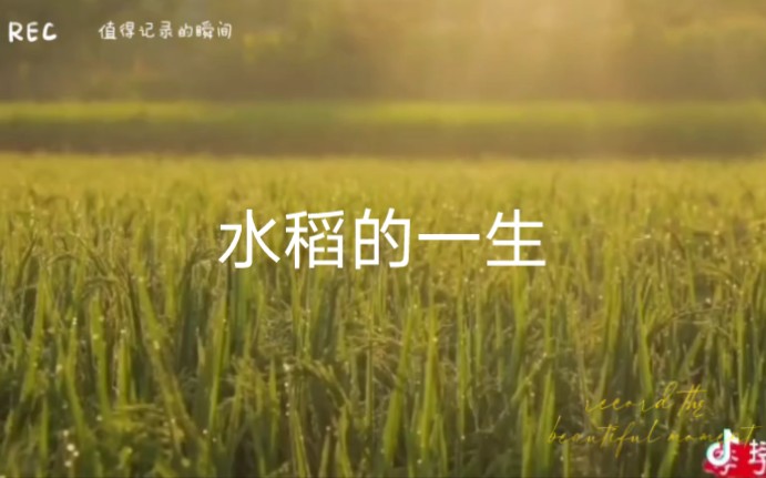李子柒的《水稻的一生》